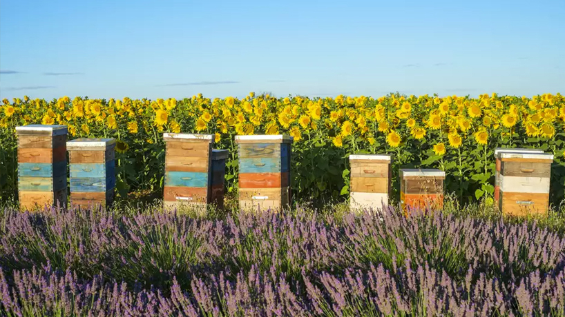 Blog - Cum alegi tipul de stup potrivit pentru tine? - Apis-Blaj.ro